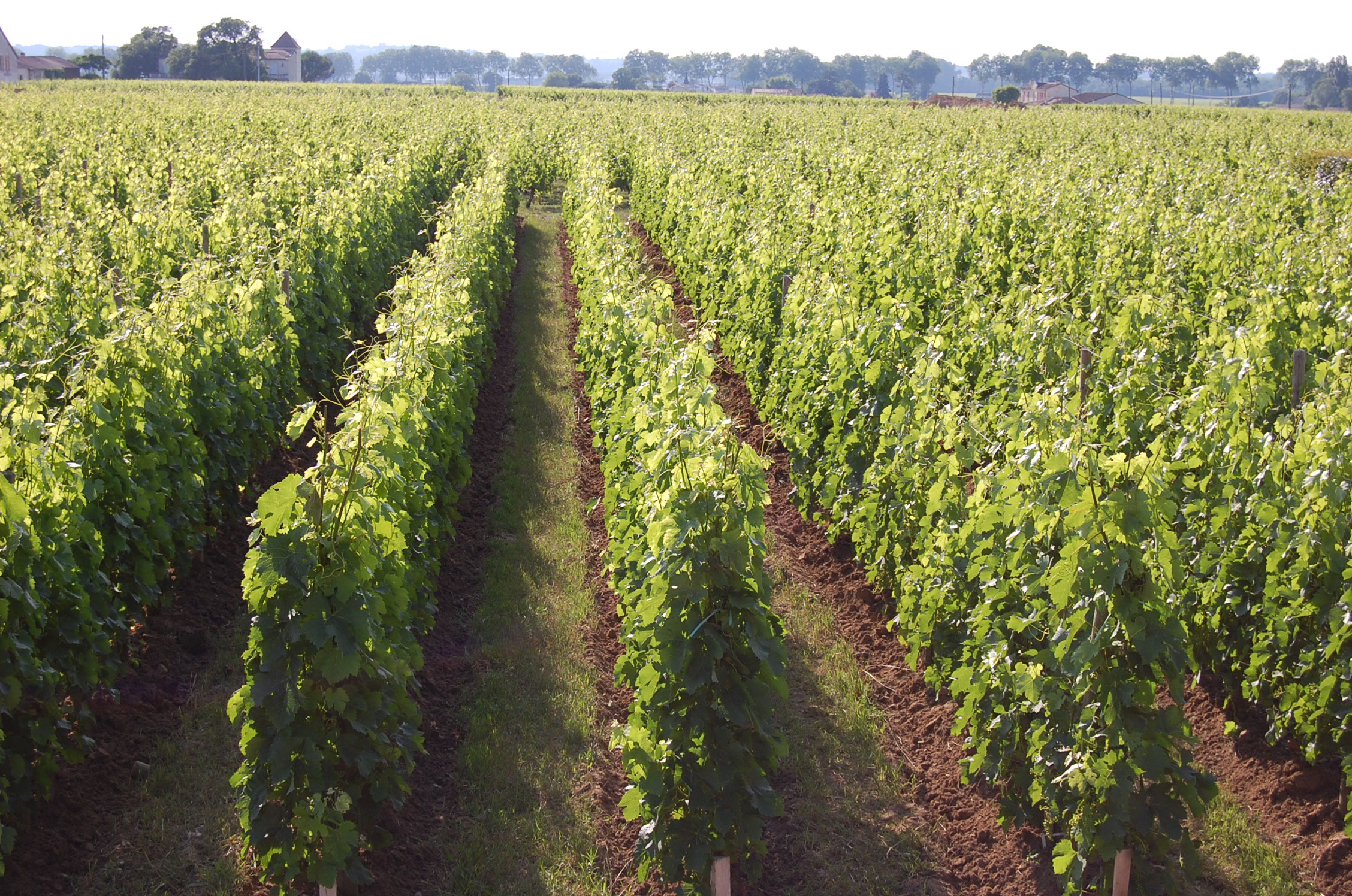 CAHIER DES CHARGES AOC POMEROL | FGVB