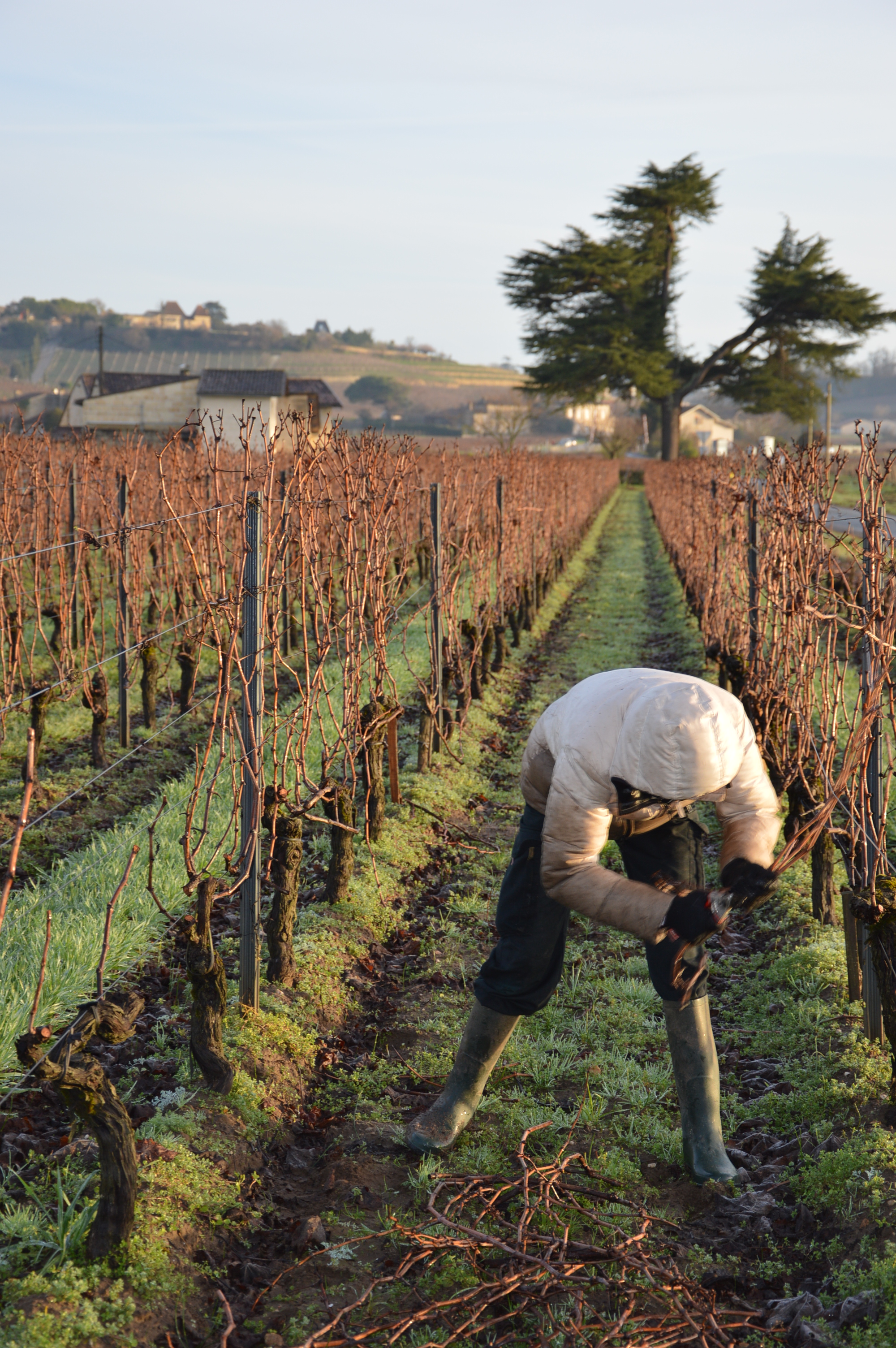 RAPPELS CONCERNANT LES AUTORISATIONS DE REPLANTATION | FGVB